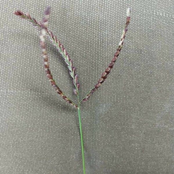 Lintonia Nutans Care Guide: Water, Soil & Propagation - Plantiary