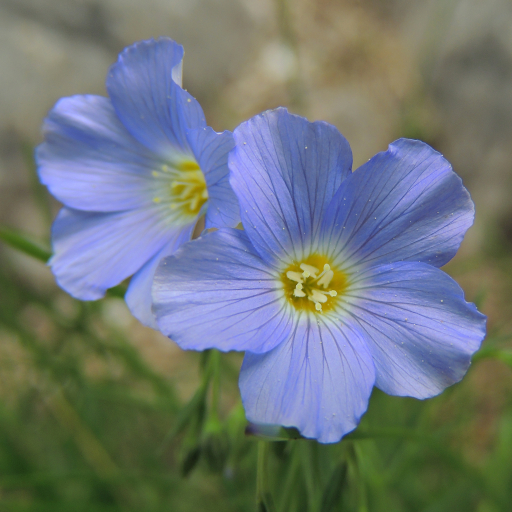 Mountain Flax (Linum Alpinum) Plant Care & How to Grow, Water