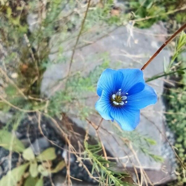 Linum Altaicum Plant Care & How to Grow, Water