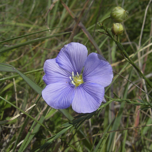 Asian Flax (Linum Austriacum) Plant Care & How to Grow, Water
