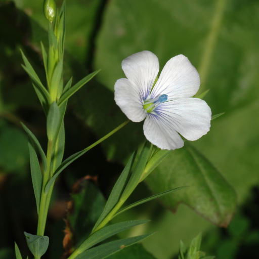 Pale Flax (Linum Bienne) Plant Care & How to Grow, Water
