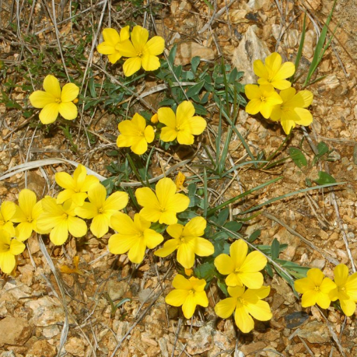 Campanulate Flax (Linum Campanulatum) Plant Care & How to Grow, Water