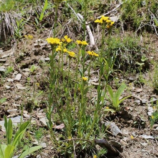 Yellow Balkan Flax (Linum Capitatum) Plant Care & How to Grow, Water