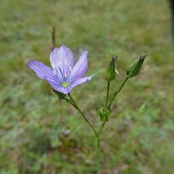 Anatolian Flax (Linum Hirsutum) Plant Care & How to Grow, Water