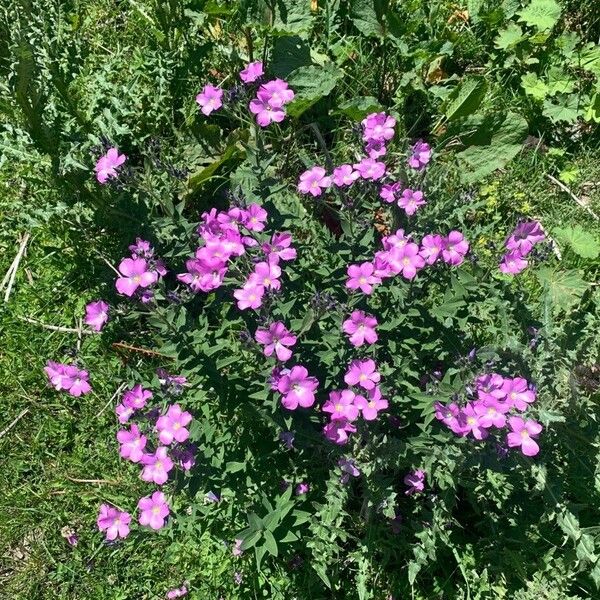 Linum Hypericifolium Plant Care & How to Grow, Water