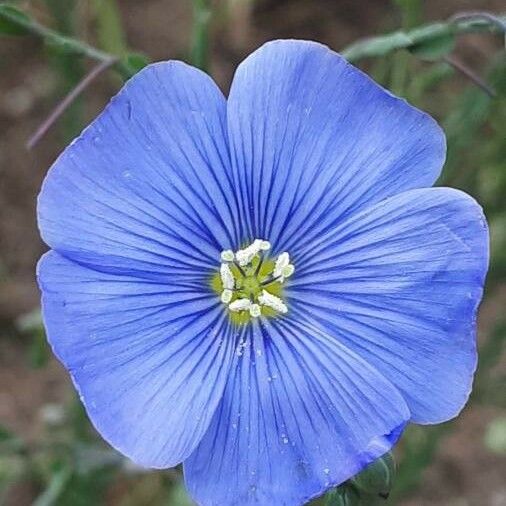Lothrian Flax (Linum Leonii) Plant Care & How to Grow, Water
