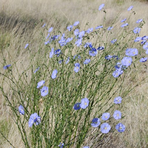 Lewis's Flax (Linum Lewisii) Care Guide: Water, Soil & Propagation ...