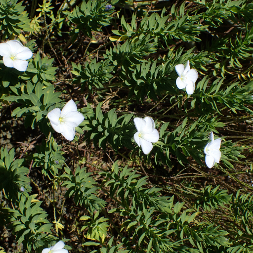 Rauhuia (Linum Monogynum) Plant Care & How to Grow, Water