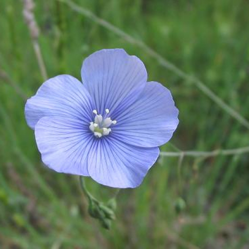 Beautiful Flax (Linum Narbonense) Plant Care & How to Grow, Water