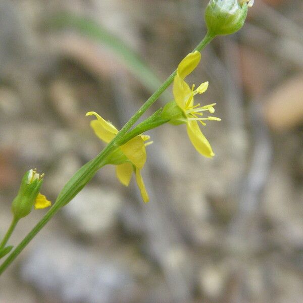 New Mexico Yellow Flax (Linum Neomexicanum) Plant Care & How to Grow, Water
