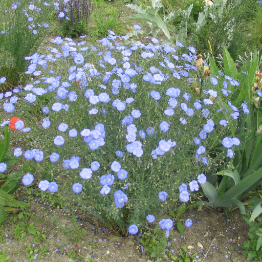 Blue Flax (Linum Perenne) Plant Care & How to Grow, Water