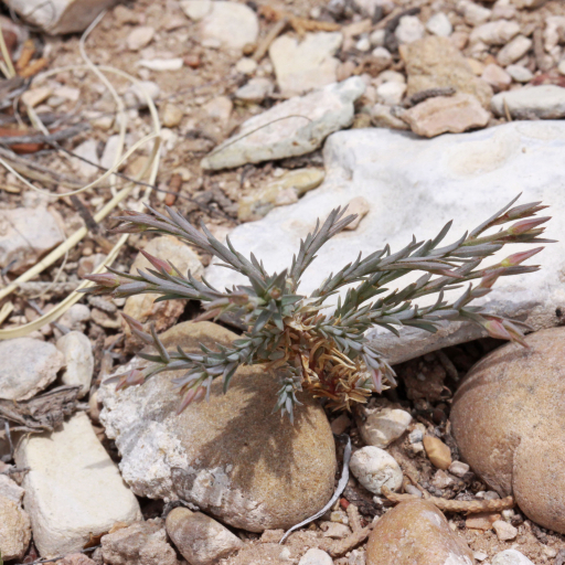 Plains Flax (Linum Puberulum) Plant Care & How to Grow, Water