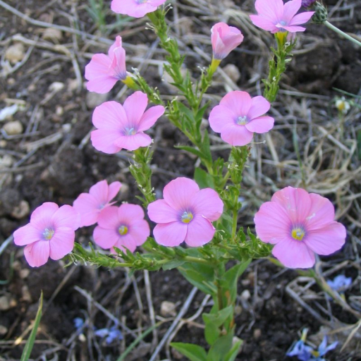 Hairy Pink Flax (Linum Pubescens) Plant Care & How to Grow, Water