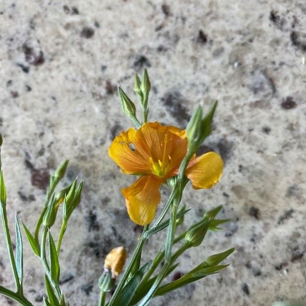 Stiff-Stem Flax (Linum Rigidum) Plant Care & How to Grow, Water