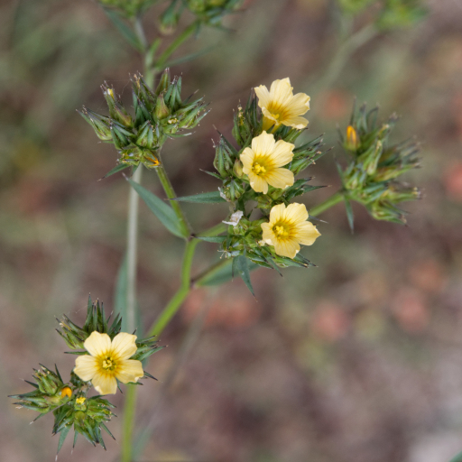 Rigid Flax (Linum Strictum) Plant Care & How to Grow, Water