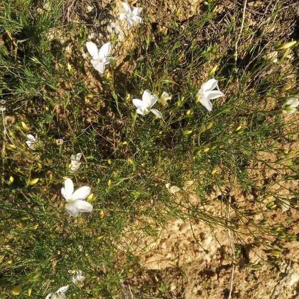 White Flax (Linum Suffruticosum) Plant Care & How to Grow, Water