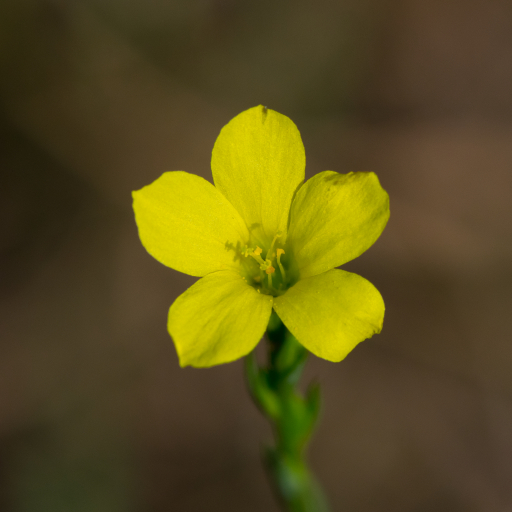 Grooved Flax (Linum Sulcatum) Plant Care & How to Grow, Water