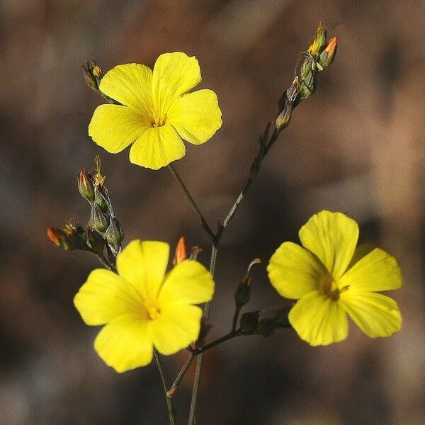 Linum Tenue Plant Care & How to Grow, Water