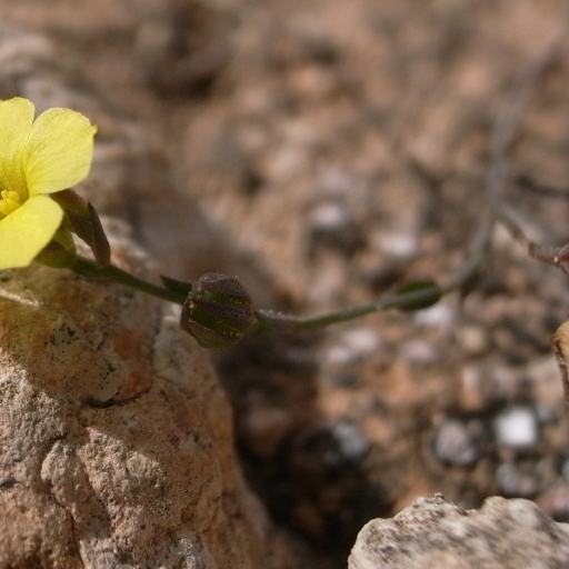 French Flax (Linum Trigynum) Plant Care & How to Grow, Water