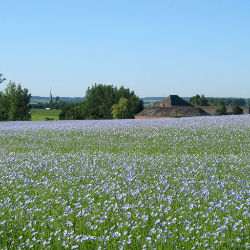Flax (Linum Usitatissimum) Plant Care & How to Grow, Water