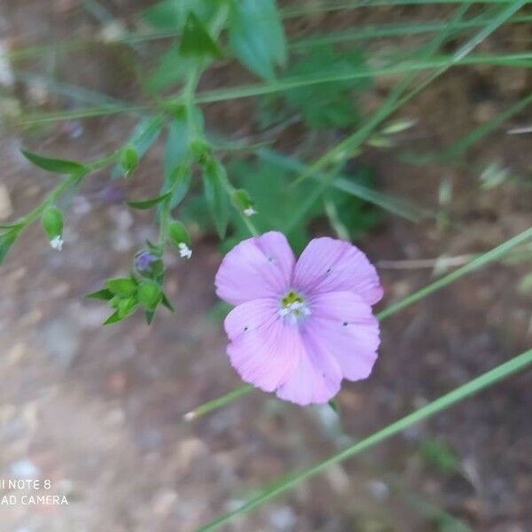 Sticky Flax (Linum Viscosum) Plant Care & How to Grow, Water
