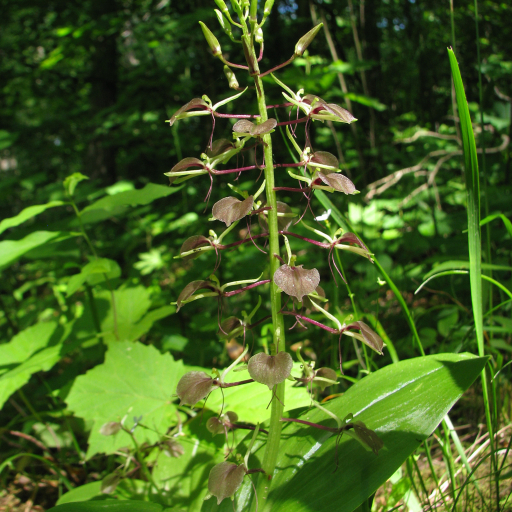 Brown Wide-Lip Orchid (Liparis Liliifolia) Plant Care & How to Grow, Water