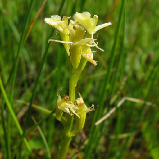 Yellow Widelip Orchid (Liparis Loeselii) Plant Care & How to Grow, Water