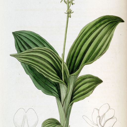 Black-Flower Widelip Orchid (Liparis Nervosa) Plant Care & How to Grow ...