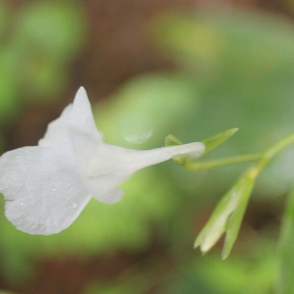 Lippia Cardiostegia Care Guide: Water, Soil & Propagation - Plantiary