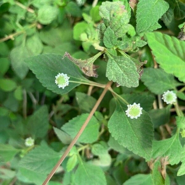 Aztec Sweet Herb (Lippia Dulcis) Plant Care & How to Grow, Water
