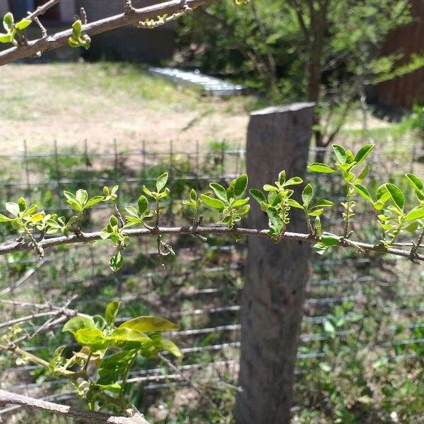 Lippia Integrifolia Plant Care & How to Grow, Water