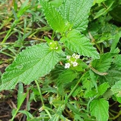 Goldfinger (Potentilla Fruticosa) Plant Care & How to Grow, Water