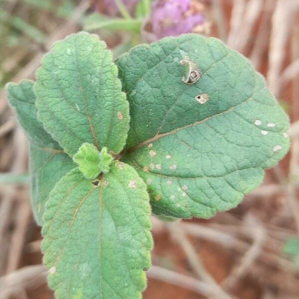 Lippia Lupulina Plant Care & How to Grow, Water