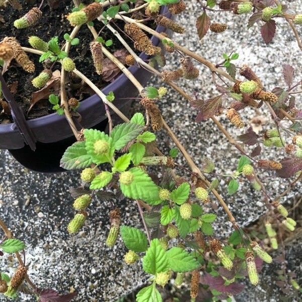 Lippia Mexicana Care Guide: Water, Soil & Propagation - Plantiary
