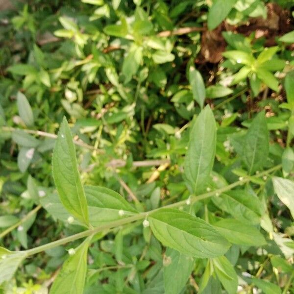 Valvet Leaf Vine (Lippia Multiflora) Plant Care & How to Grow, Water