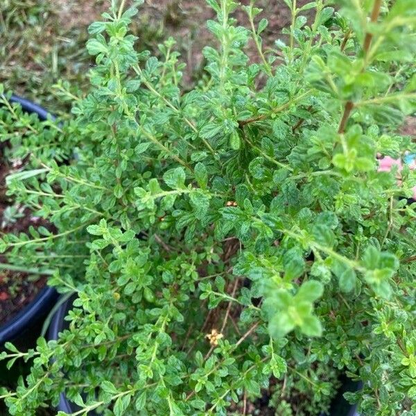 Lippia Thymoides Plant Care & How to Grow, Water