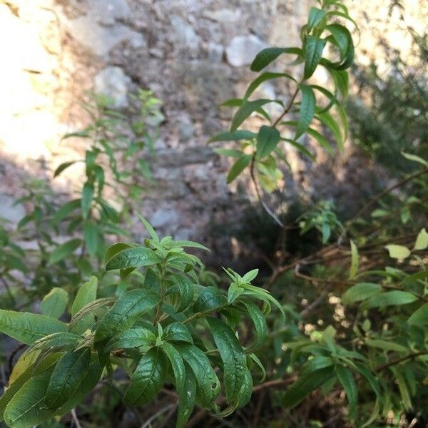Slender Banksia (Banksia Attenuata) Plant Care & How to Grow, Water