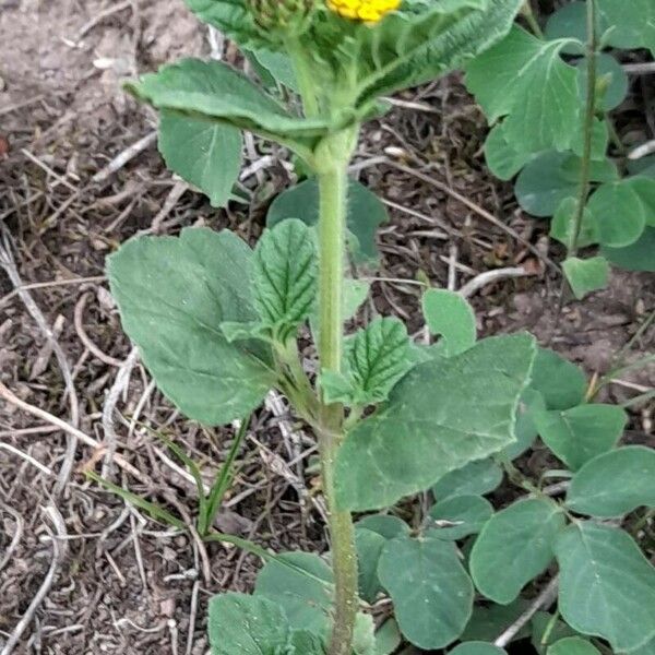 Lippia Turnerifolia Plant Care & How to Grow, Water