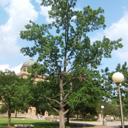 Sweetgum (Liquidambar Styraciflua) Plant Care & How to Grow, Water