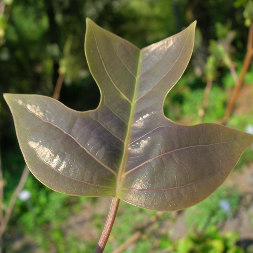Chinese Tulip Tree (Liriodendron Chinense) Plant Care & How to Grow, Water