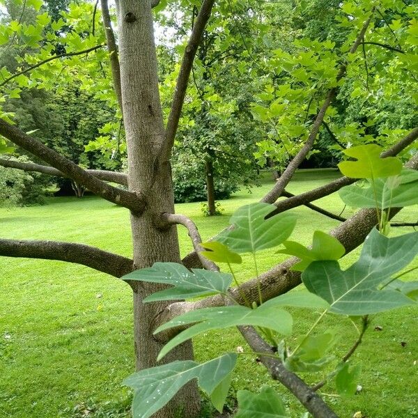 Chinese Tulip Tree (Liriodendron Chinensis) Plant Care & How to Grow, Water
