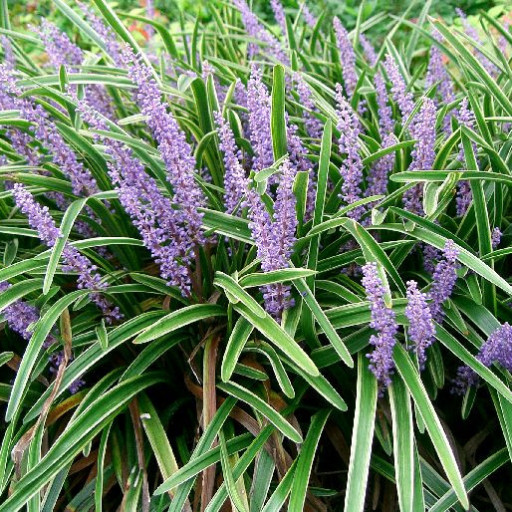 Big Blue Lilyturf (Liriope Muscari) Plant Care & How to Grow, Water