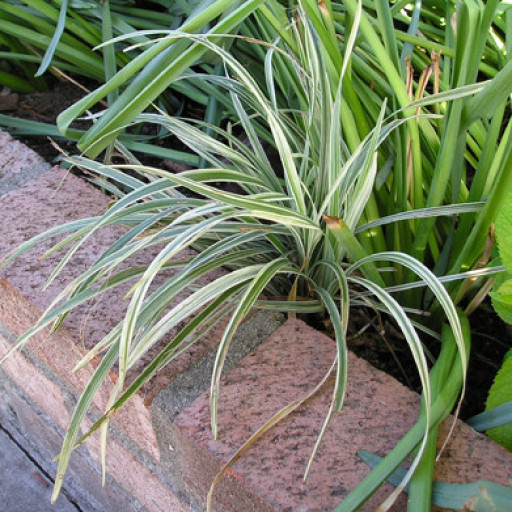 Lilyturfs (Liriope) Plant Care & How to Grow, Water