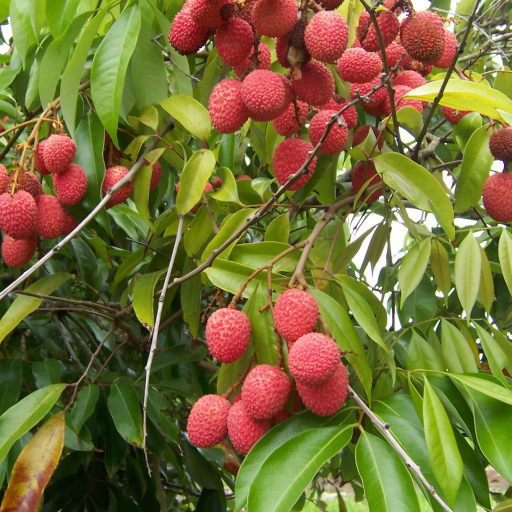 Lychee (Litchi Sinensis) Plant Care & How to Grow, Water