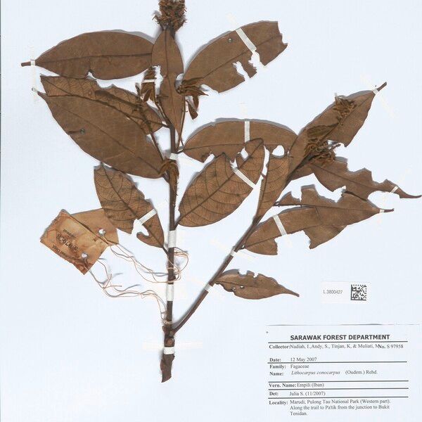 Lithocarpus Conocarpus Care Guide: Water, Soil & Propagation - Plantiary