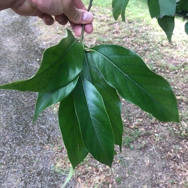 Lithocarpus Dealbatus Care Guide: Water, Soil & Propagation - Plantiary