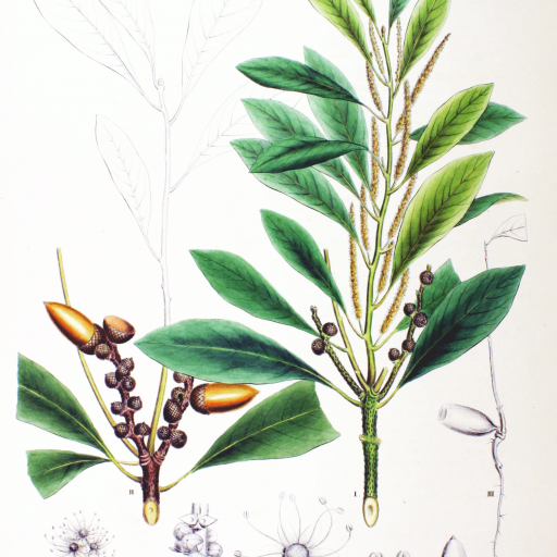 Shiribukagashi (Lithocarpus Glaber) Plant Care & How to Grow, Water