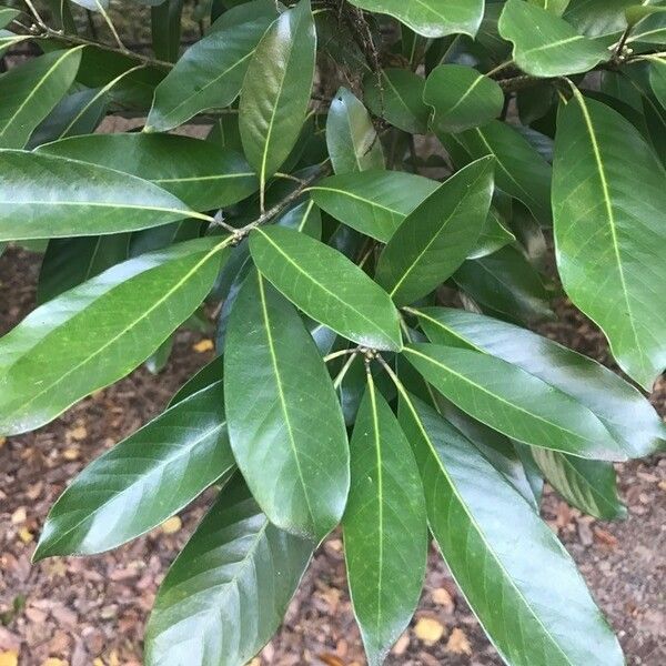 Lithocarpus Henryi Plant Care & How to Grow, Water