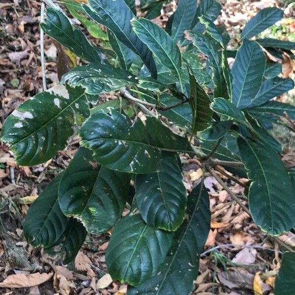 Lithocarpus Kawakamii Care Guide: Water, Soil & Propagation - Plantiary