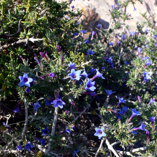 Shrubby Gromwell (Lithodora Fruticosa) Plant Care & How to Grow, Water